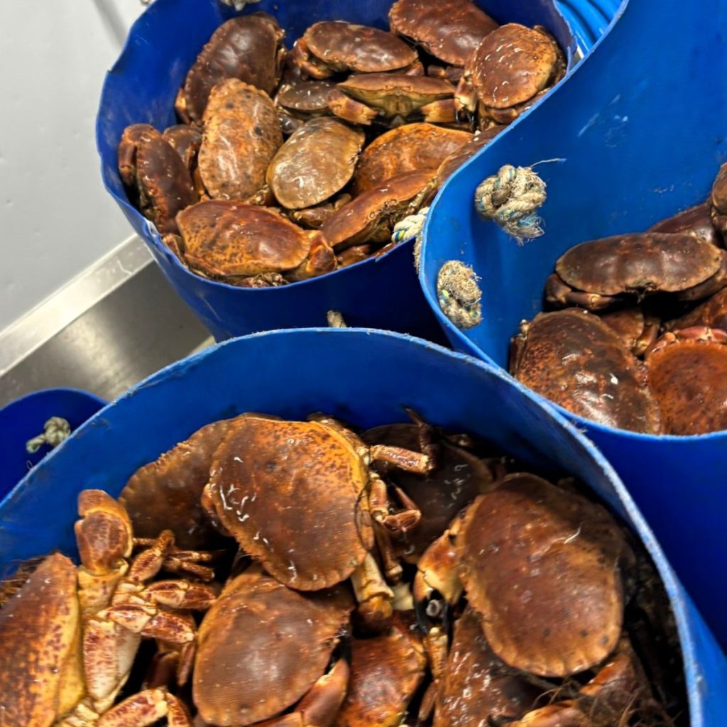 Catch of the Day - Olive Catering